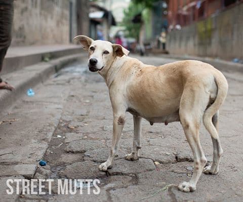 Make a Difference with Street Mutts around the World